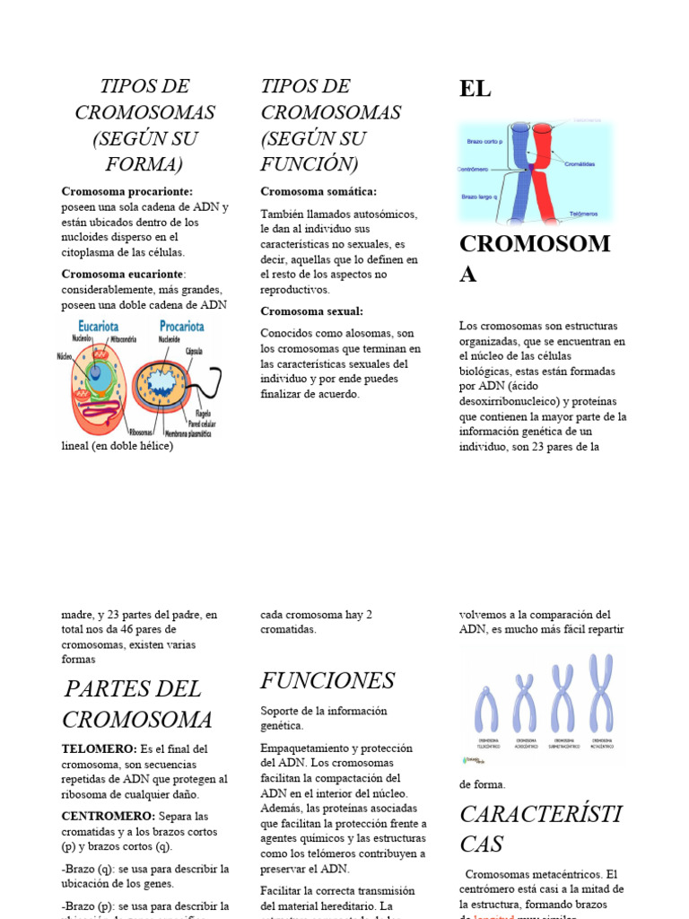 Guía de Cromosomas y sus Tipos | PDF | Cromosoma | Adn