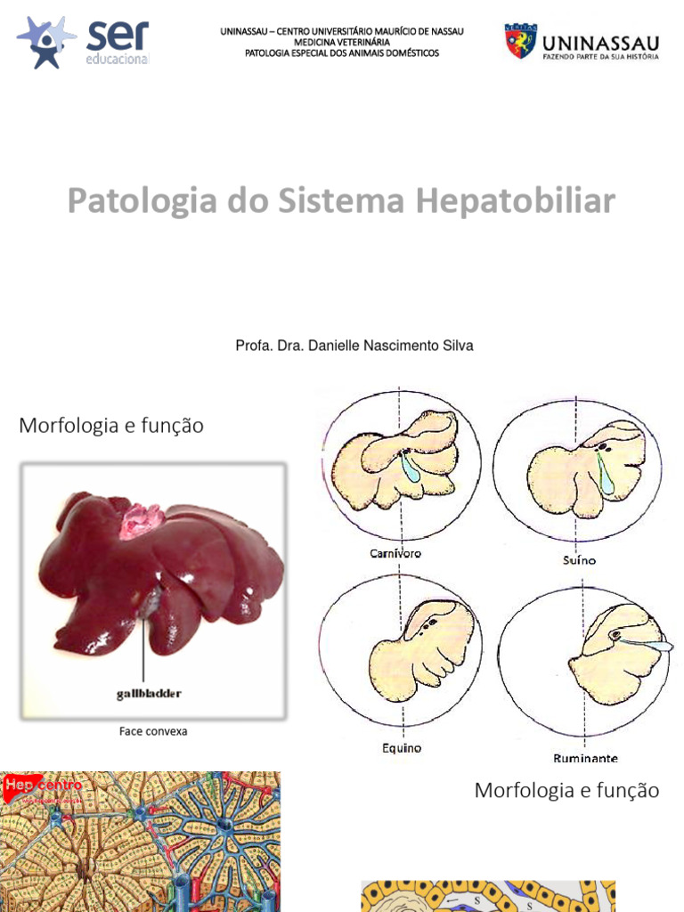 Patologia do sistema hepatobiliar 2024.1 - ALUNOS (2) | PDF | Bile | Fígado