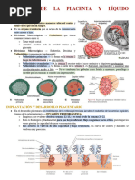 Cotiledones en la placenta y su función | PDF | Placenta | Parto