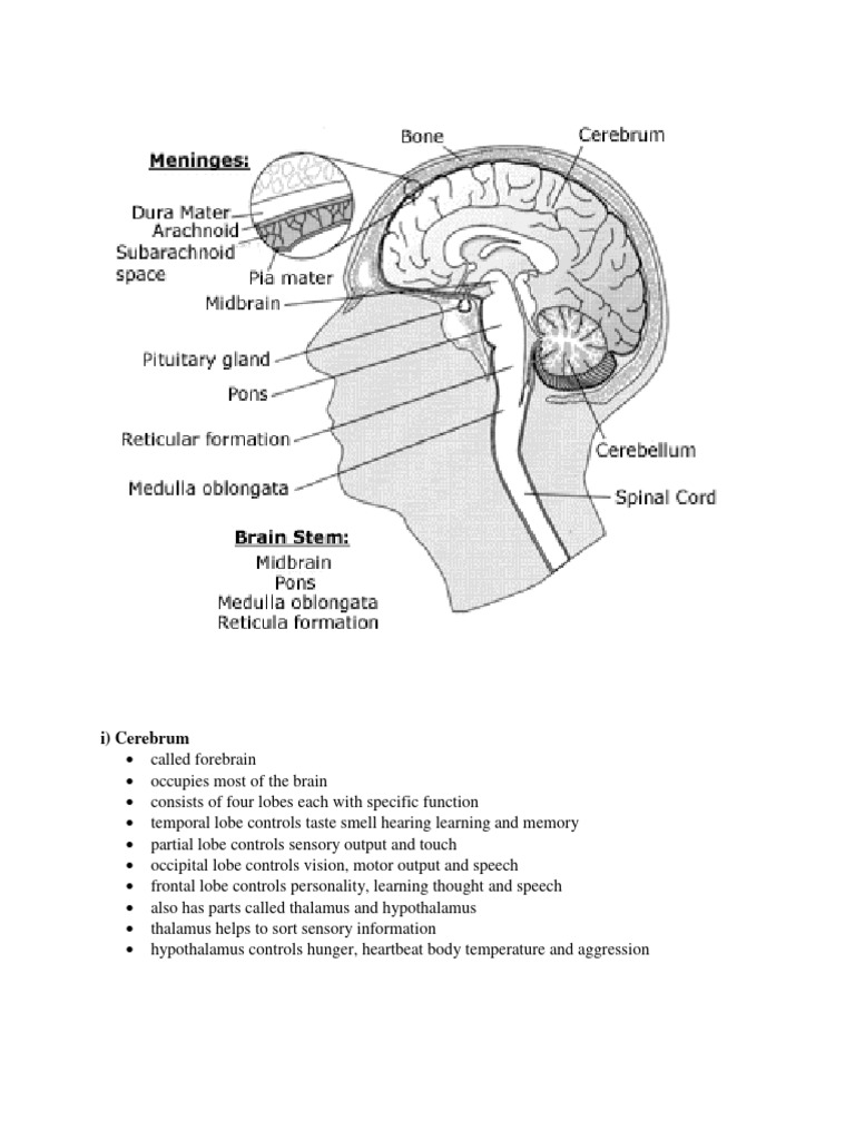 Cerebrum Functions and Structure Overview | PDF | Language Arts ...