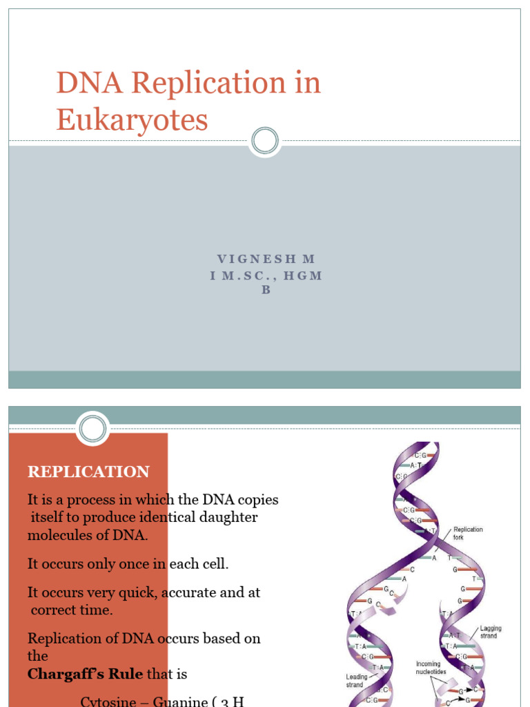 DNA Replication in Eukaryotes: Vignesh M I M.SC., HGM B | PDF | Dna ...