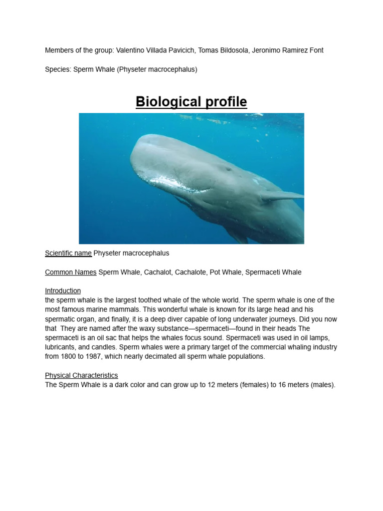 Project Work - Sperm Whale Adaptations - Villada, Ramirez, Bildosola ...