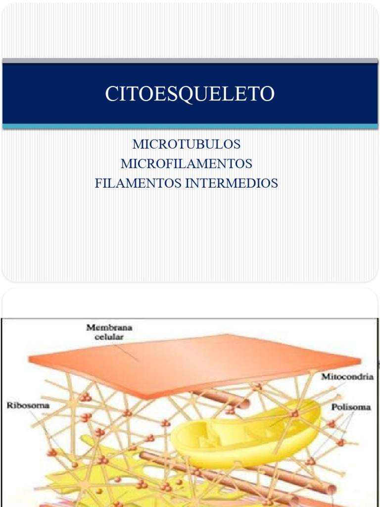 Citoesqueleto 5 | PDF | Microtúbulos | Citoesqueleto
