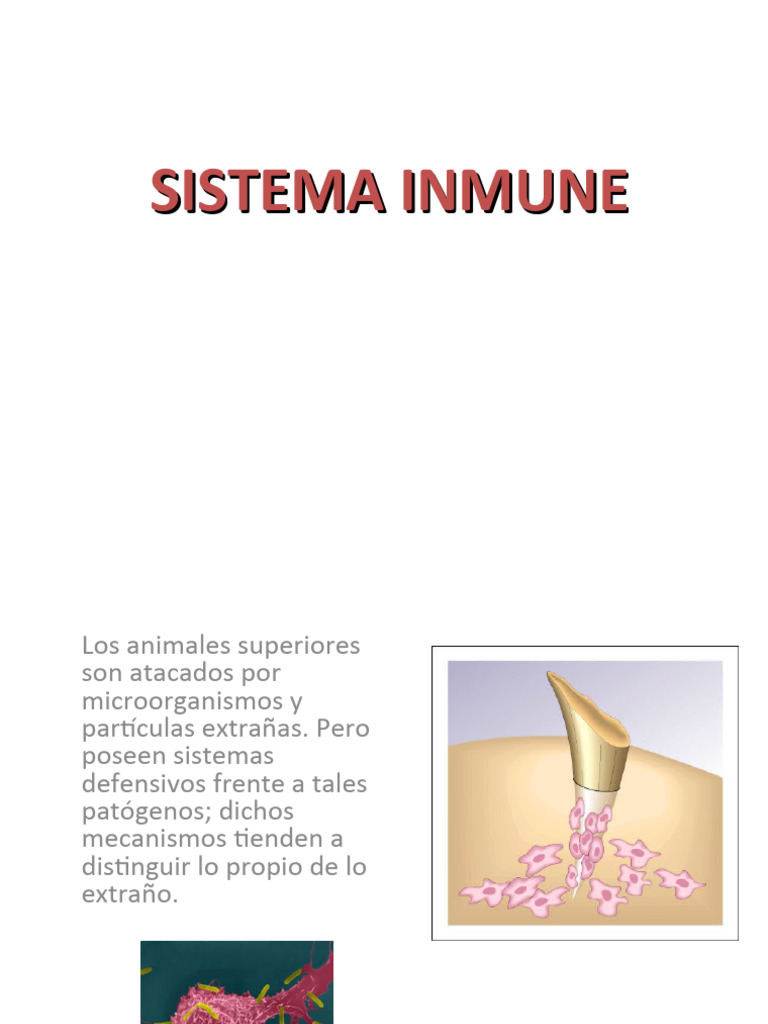 08 - Sistema Inmune | PDF | Sistema inmune | Linfocitos