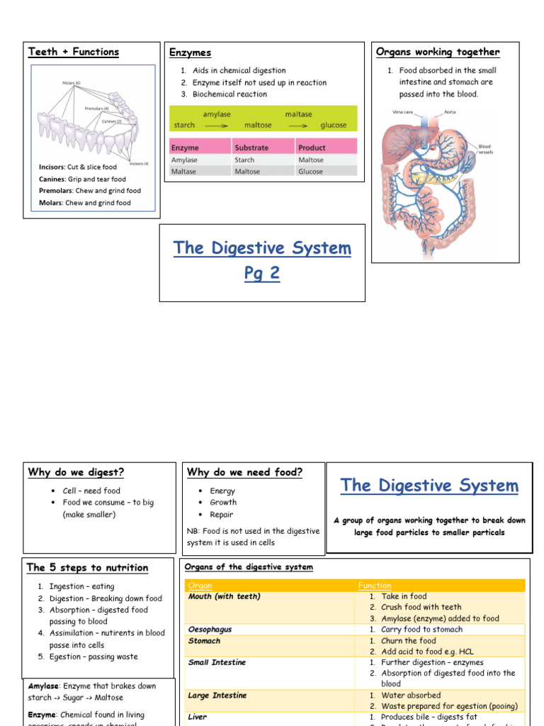 Digestive System Functions Explained | PDF | Digestion | Human ...