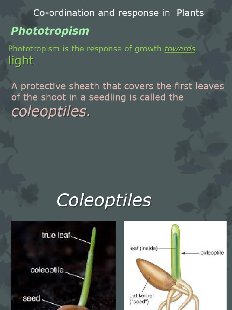 3 Revision Igcse Biology 9 1 1 Pdf