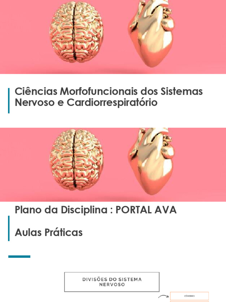 Aula 1 Embriologia SISTEMA NERVOSO | PDF | Neurociência | Anatomia