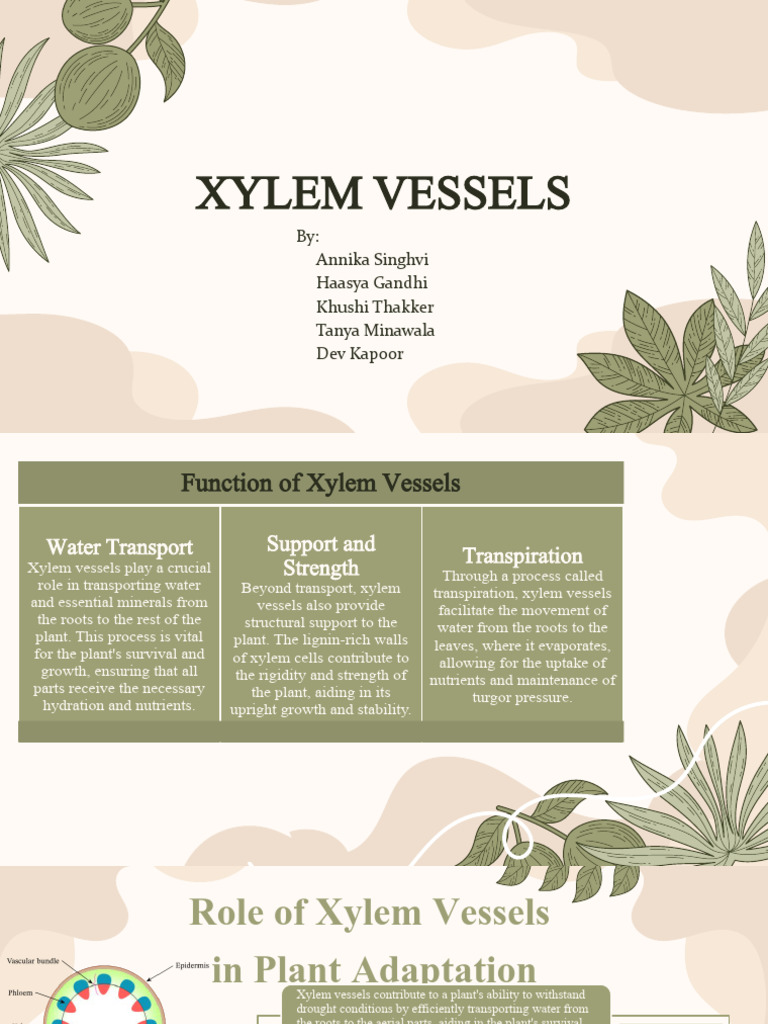 Xylem Vessels | PDF | Plants | Biology