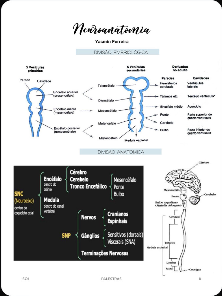 Neuro Anatomia | PDF