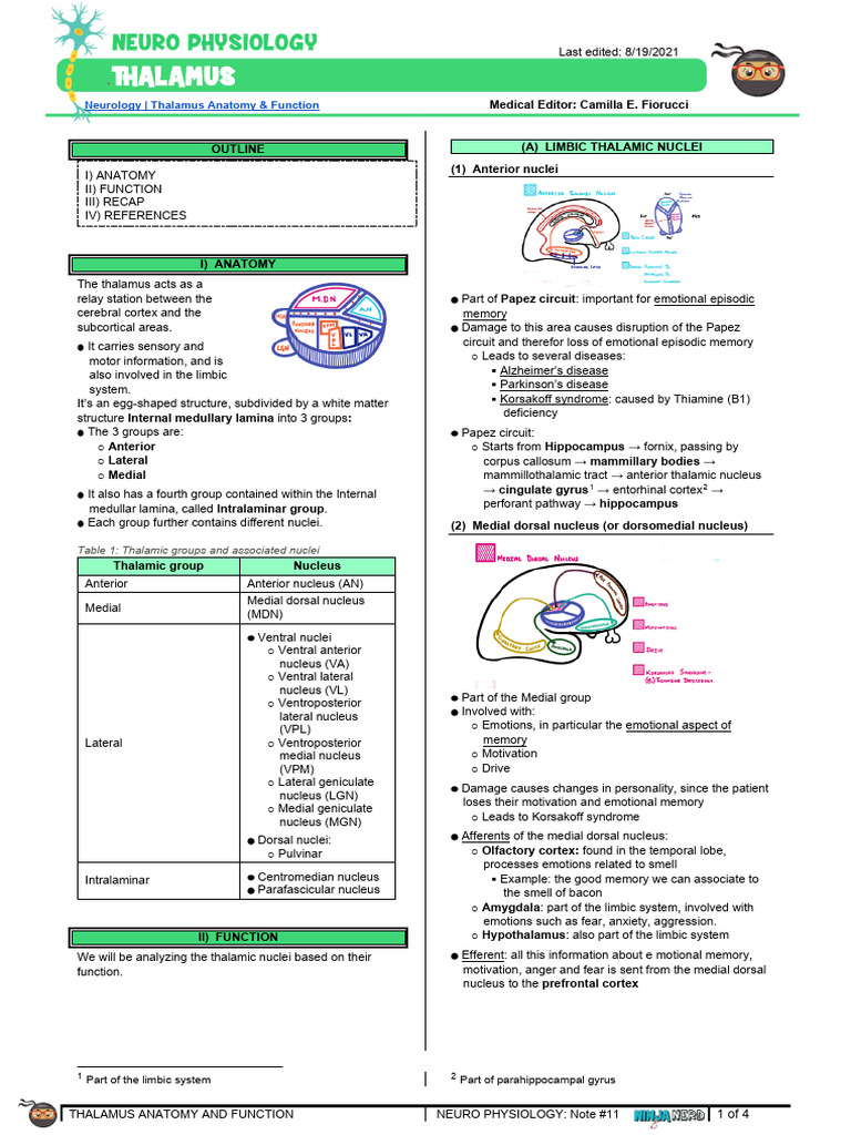 Thalamus Anatomy & Function Atf | PDF | Thalamus | Visual System