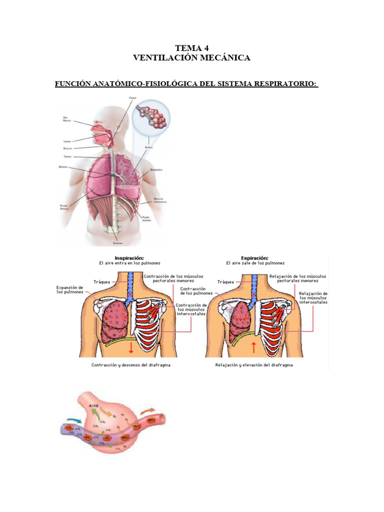 Tema 4. Ventilación Mecánica | PDF | Pulmón | Reanimación cardiopulmonar