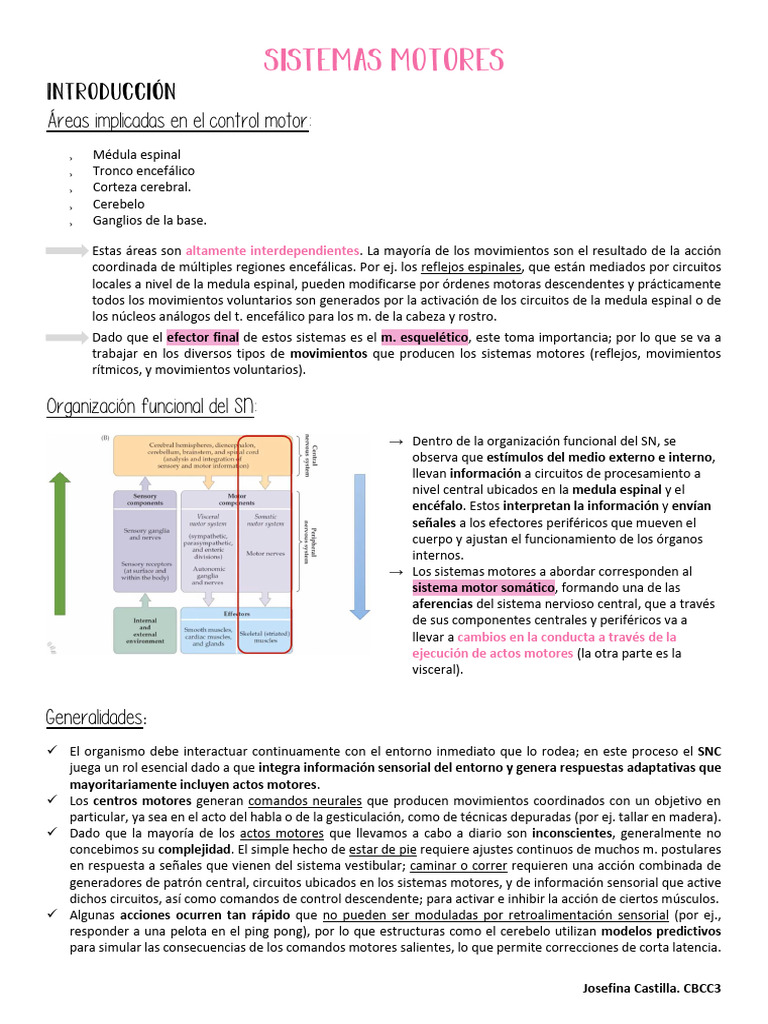 Sistemas Motores 2 | PDF | Neurona | Neuroanatomía
