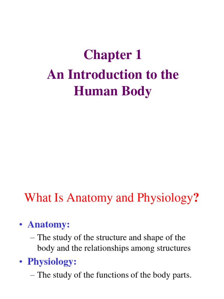 Introduction To Human Body 111111 | PDF | Connective Tissue | Skin