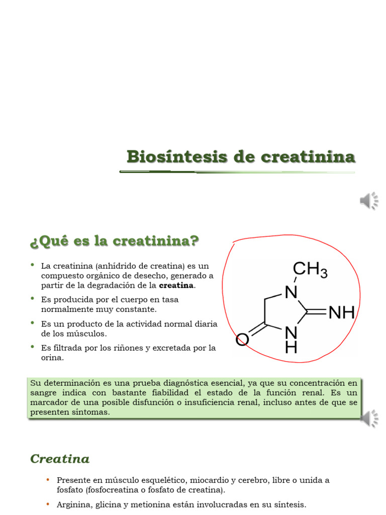 Creatinina y Función Renal | PDF | Riñón | Especialidades Medicas