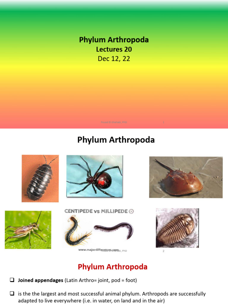 Lectures 20 and 21 Phylum Arthropoda | PDF | Spider | Blood