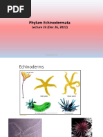 Echinoderm Reproduction Explained | PDF | Biology | Zoology