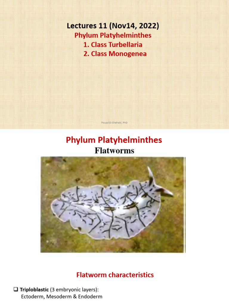 Overview of Flatworm Biology and Classes | PDF | Anatomy | Zoology