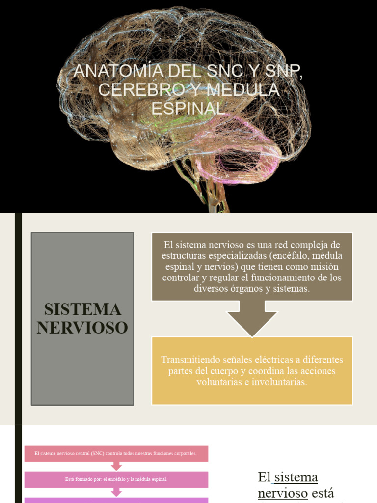 Anatomía y Fisiología Del SNC y SNP | PDF | Sistema nervioso | Sistema nervioso central
