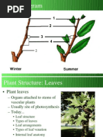 Leaf Attachment and Arrangement Guide | PDF | Leaf | Botany
