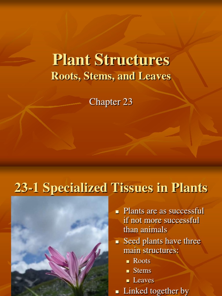 Plant Structures: Roots, Stems, and Leaves | PDF | Plant Stem | Leaf