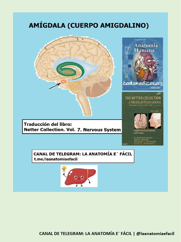 Cuerpo Amígdalino | PDF | Amígdala | Las emociones