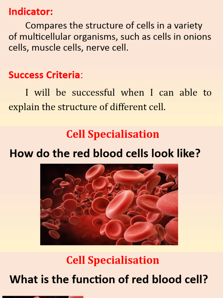 Cell Specialisation | PDF