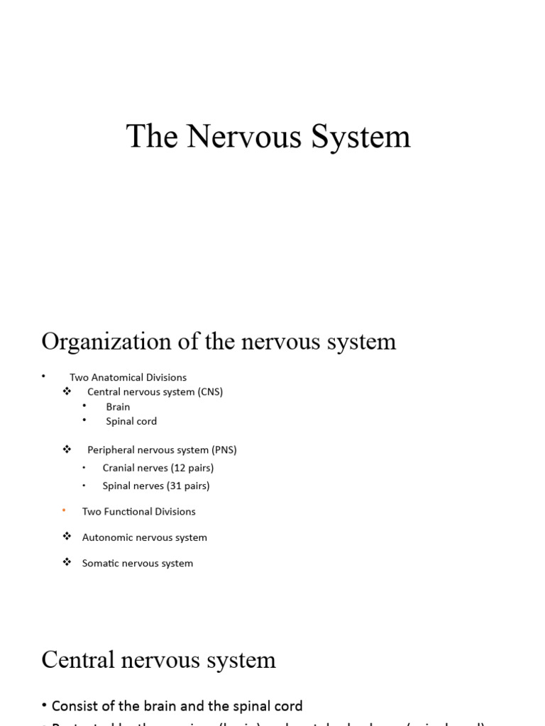The Nervous System | PDF