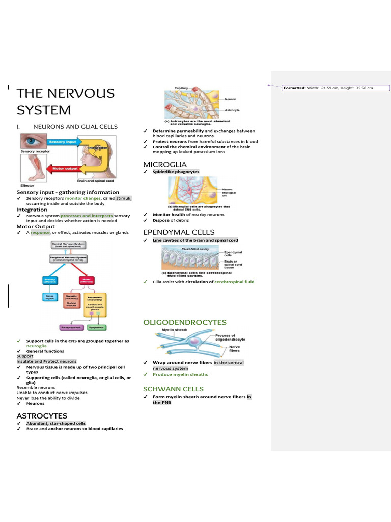 The-Nervous-System | PDF | Neuron | Action Potential