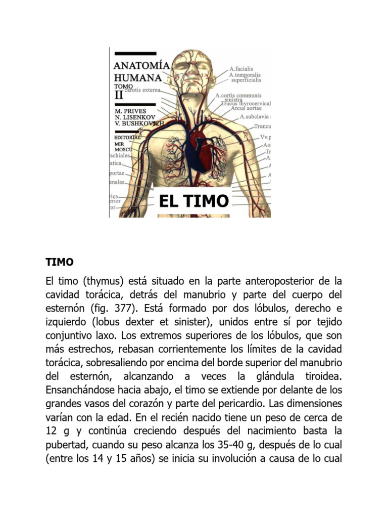 Timo - Prives | PDF | Timo | Anatomía