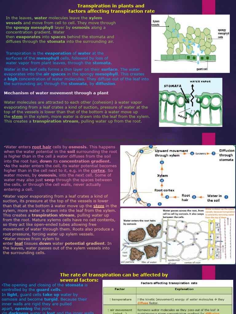 Transpiration | PDF | Leaf | Organisms