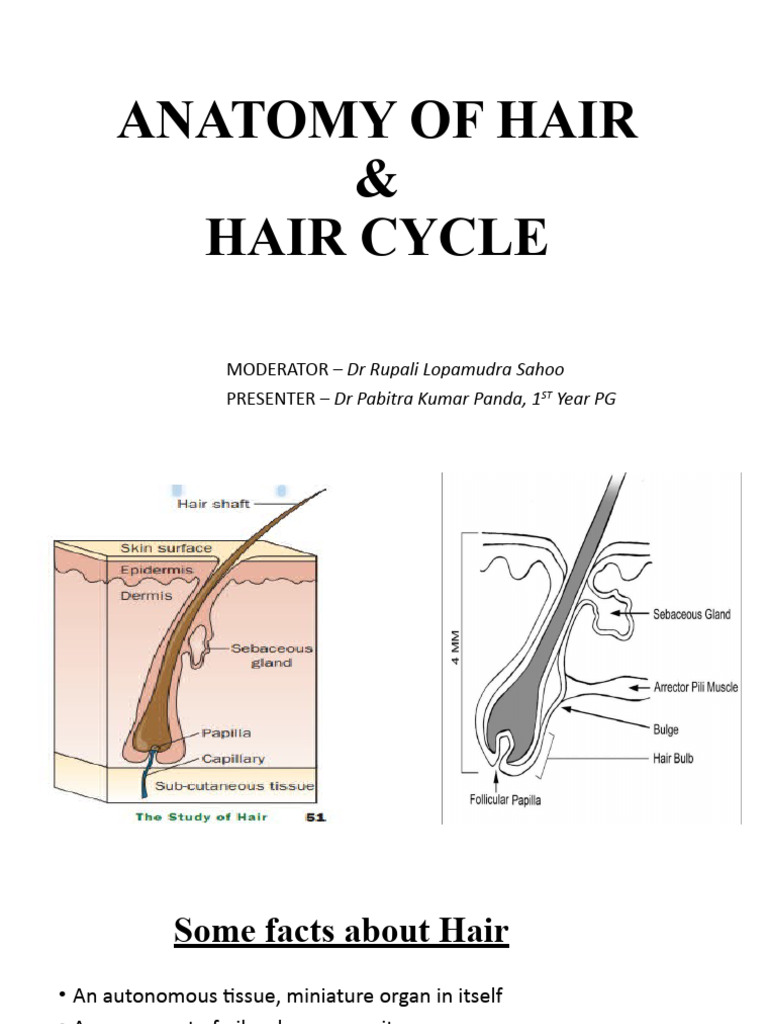Understanding Hair Anatomy and Cycle | PDF | Hair | Anatomy