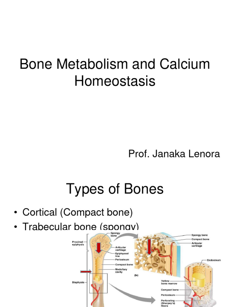 Bone Metabolism and Calcium Homeostasis | PDF | Bone | Osteoblast