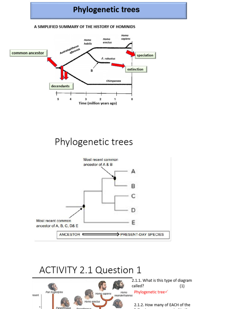 Hominid Phylogenetic Tree Overview | PDF | Homo | Human Evolution