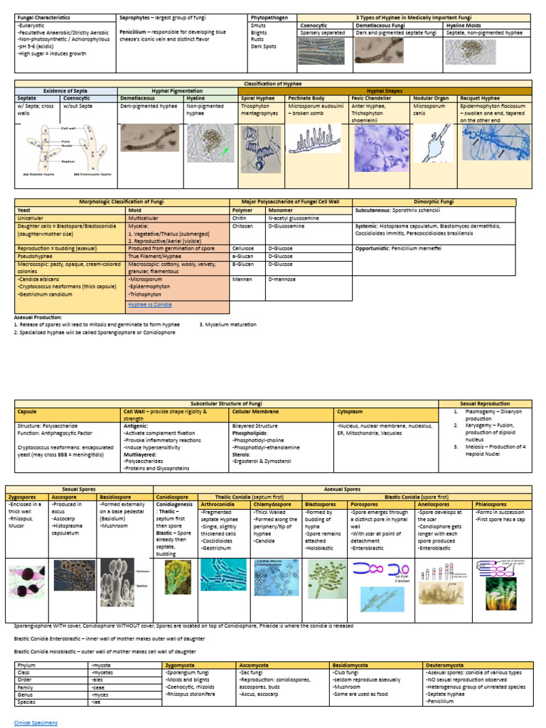 Mycoviro Compre I Think 1 | PDF | Fungus | Biology