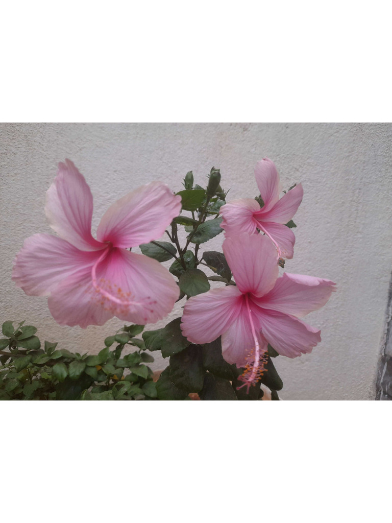 Hibiscus ? | PDF