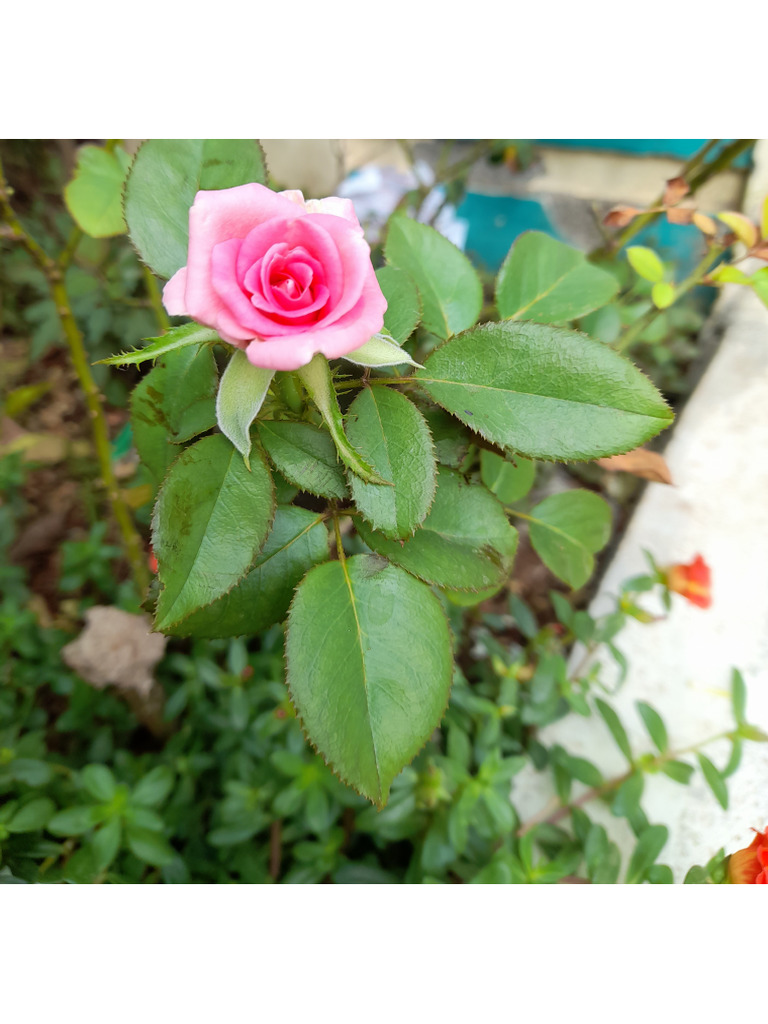 Pink Rose | PDF