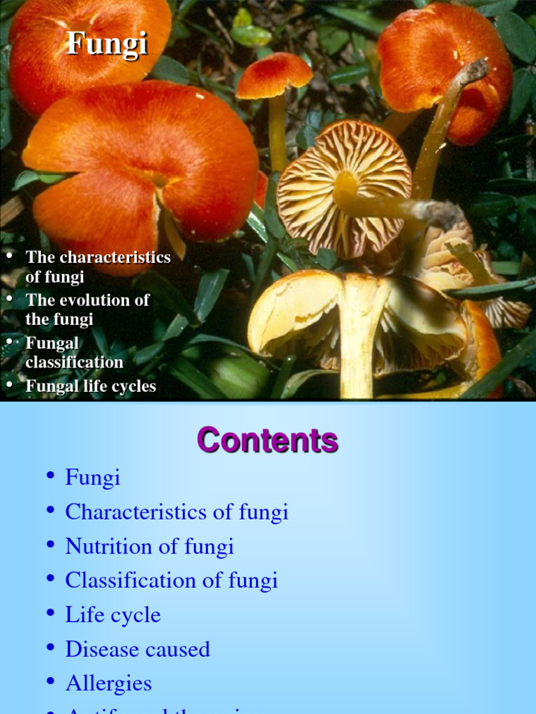 Fungi | PDF | Fungus | Yeast