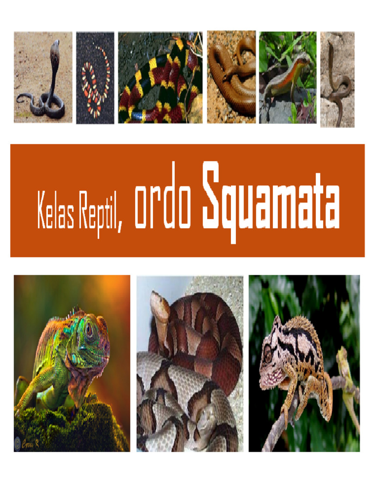 Sistem Biologi Ordo Squamata | PDF | Kajian Bahasa Asing | Griya & Taman