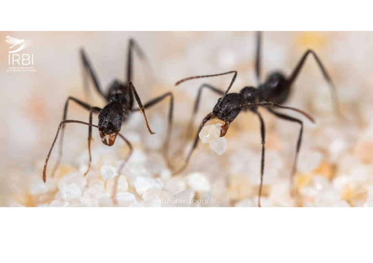 Ouvrières de La Fourmi Aphaenogaster Iberica | PDF