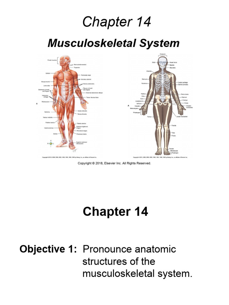 Chapter 14 | PDF | Skeleton | Human Musculoskeletal System