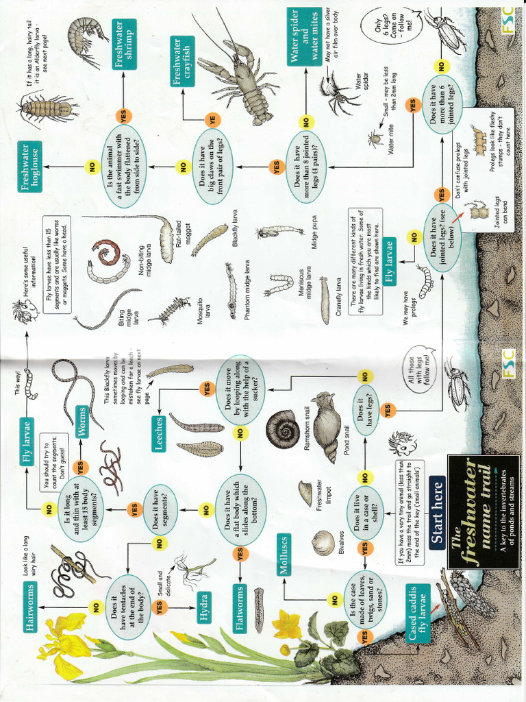The Freshwater Name Trail | PDF
