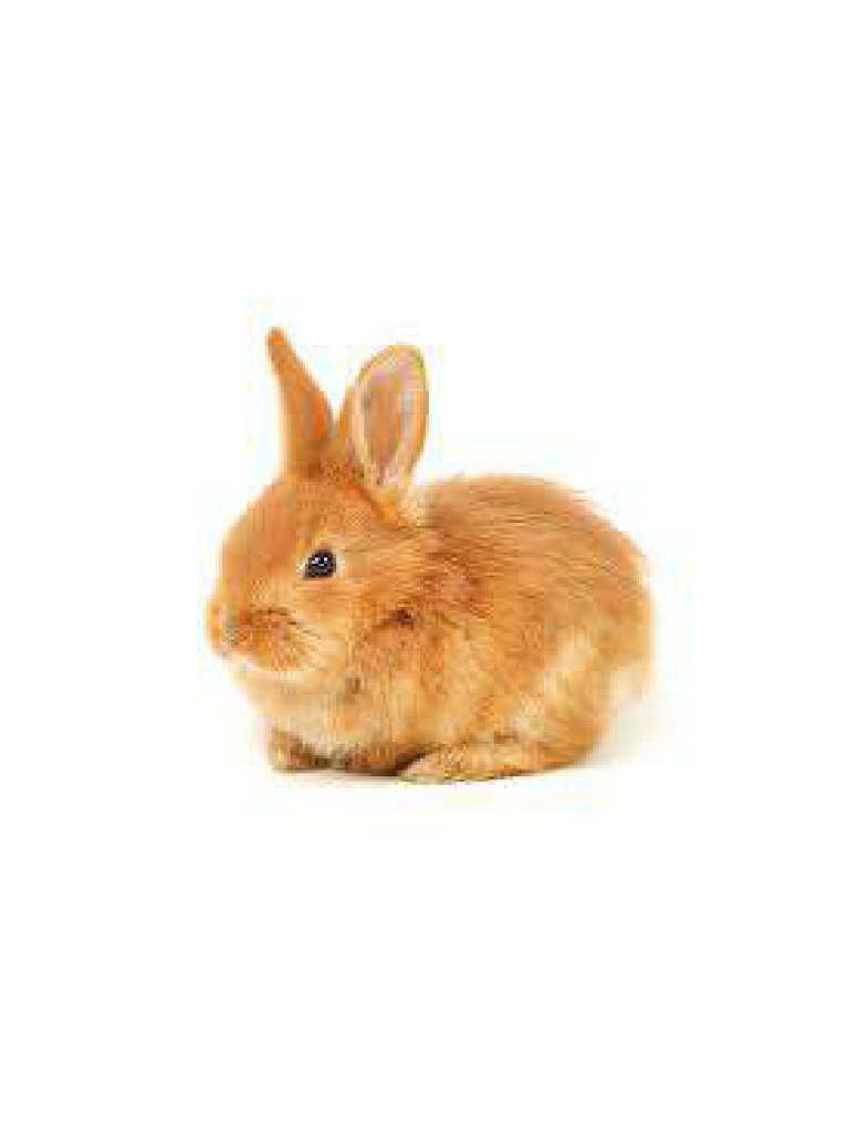 Rabbit 4 | PDF