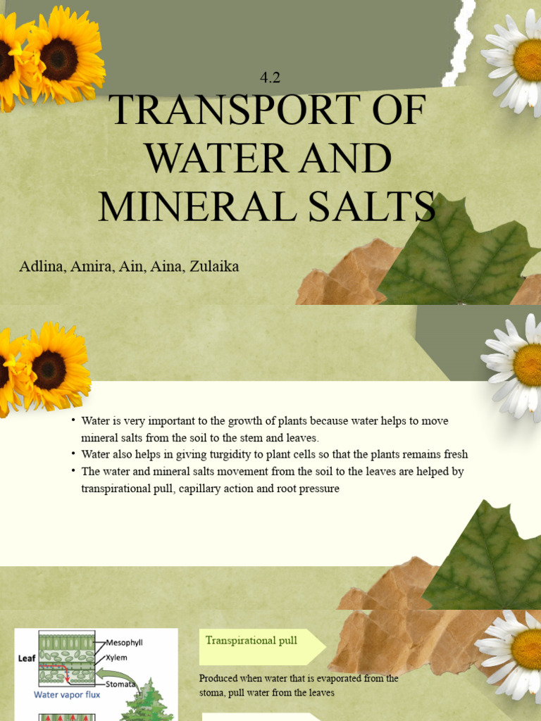 4.2 Transport of Water and Mineral Salts | PDF | Stoma | Leaf