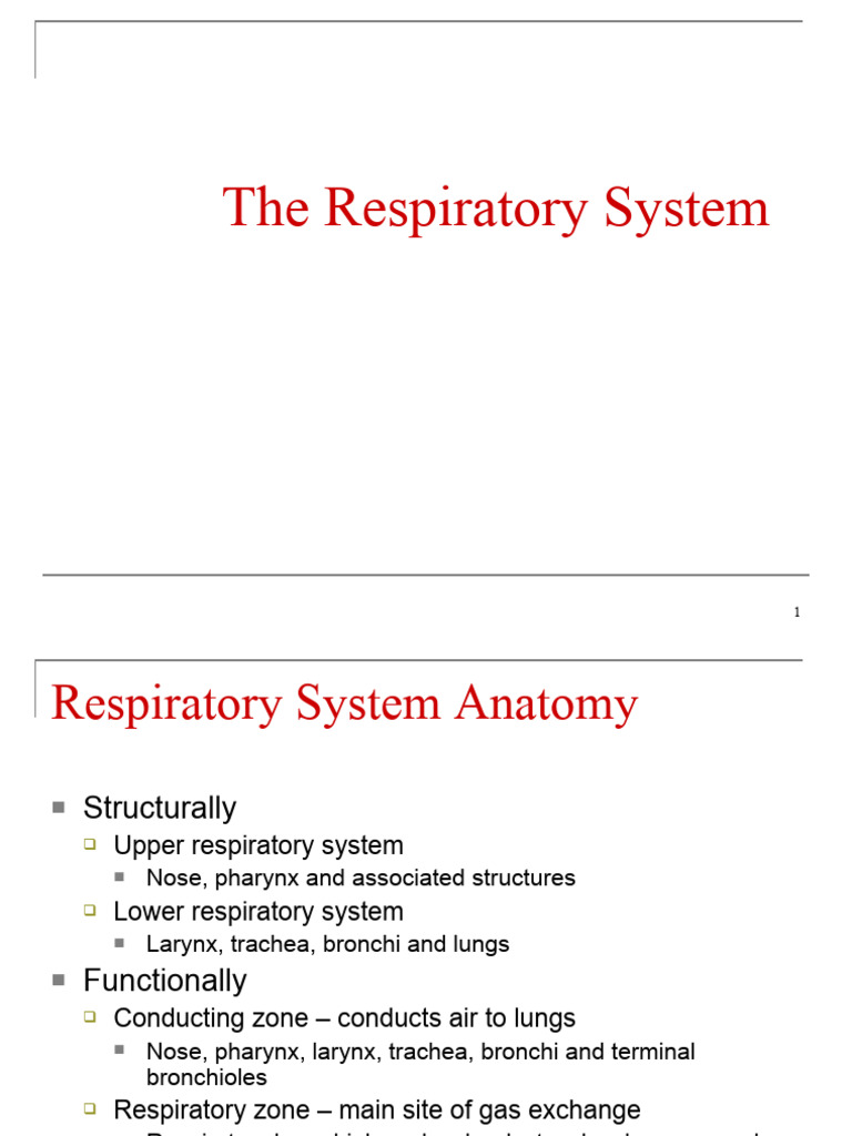 Respiratory System 1 Pdf Respiratory Tract Lung