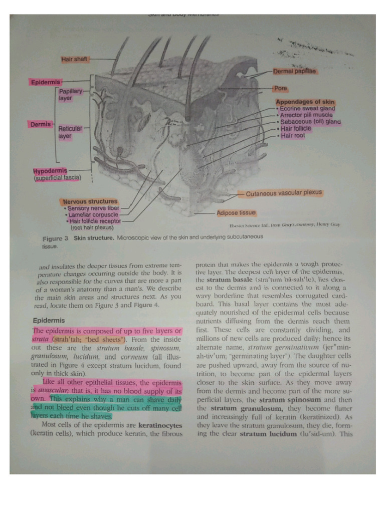 Integumentary Skin | PDF