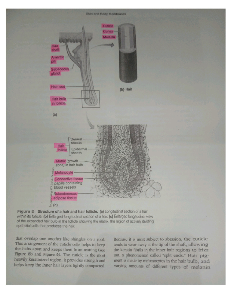 Structure of Hair and Hair Folicles | PDF