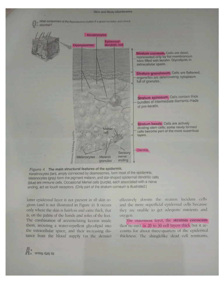 Main Structural Features Of Epidermis Pdf