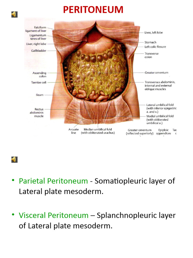 Peritoneum I 26.04.2021 | PDF