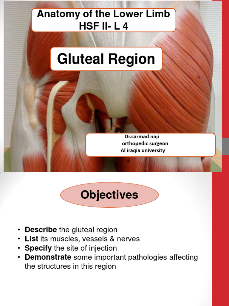 Gluteal Region Anatomy | PDF | Pelvis | Human Leg