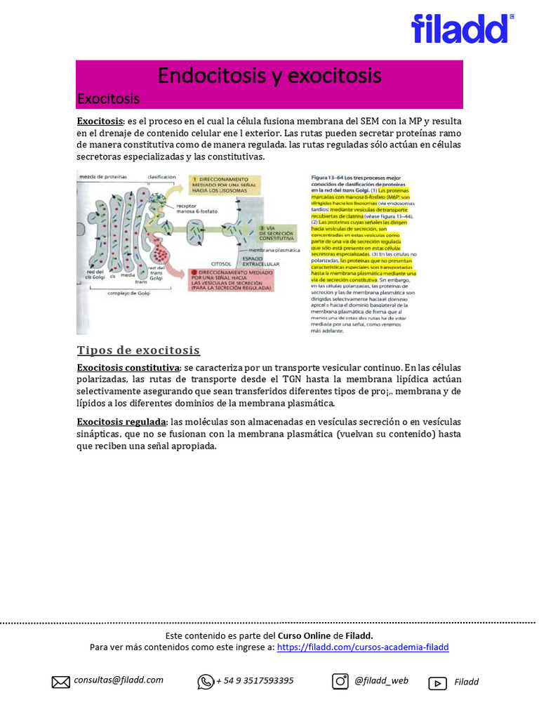 Tema Endocitosis y Exocitosis | PDF | Membrana celular | Biología Celular